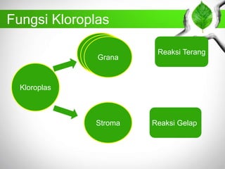 ragam kloroplas pada tumbuhan | PPT