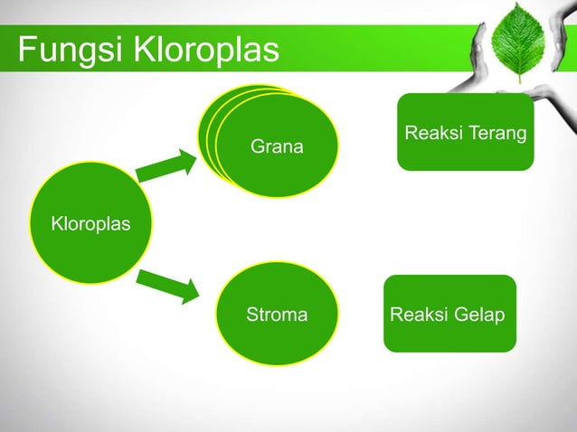 ragam kloroplas pada tumbuhan | PPT