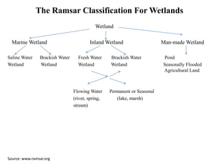 Presentation on Ramsar sites & their conservation in India | PPTX