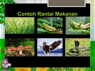 Ppt rantai dan jaring jaring makanan | PPSX