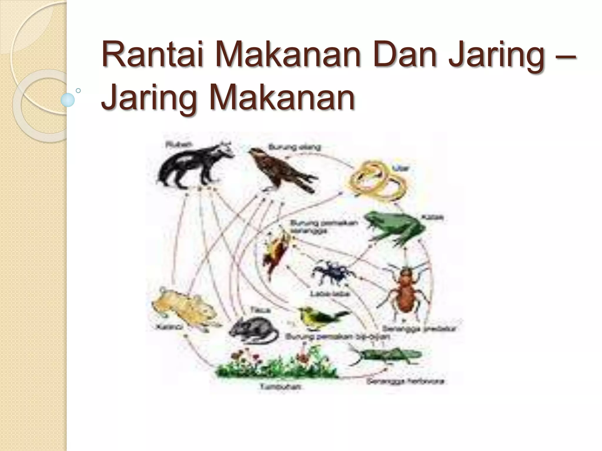Ppt Rantai Makanan Dan Jaring – Jaring Makanan | PPTX