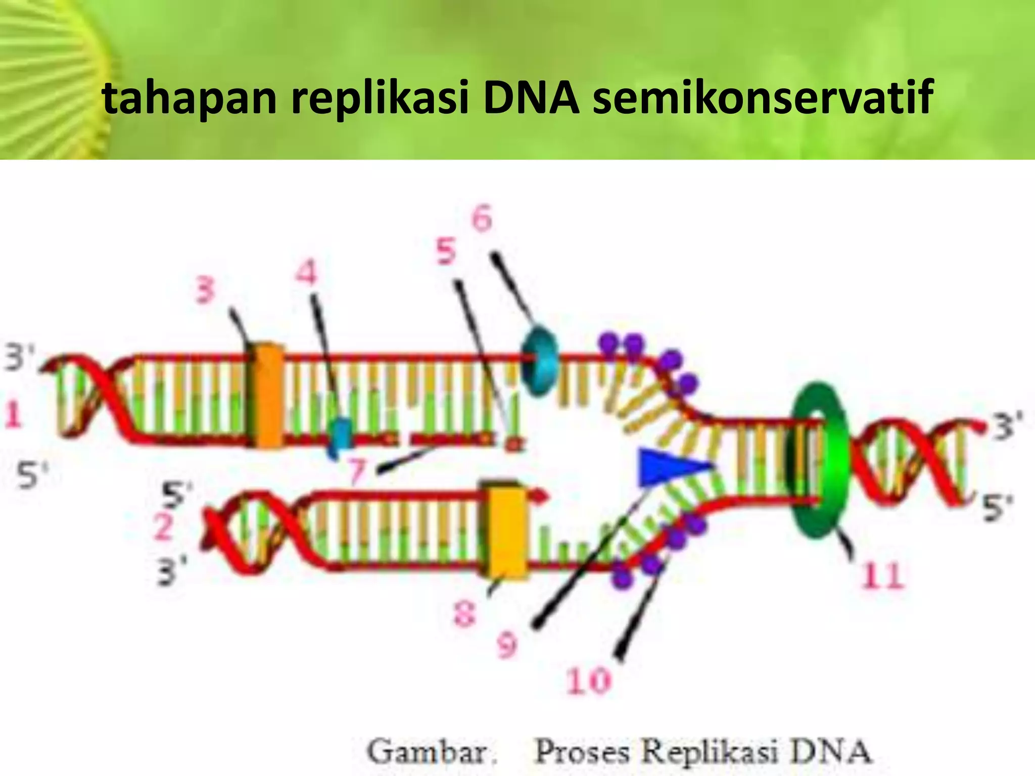Ppt replikasi DNA | PPTX