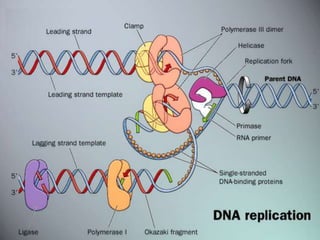 Ppt replikasi DNA | PPTX