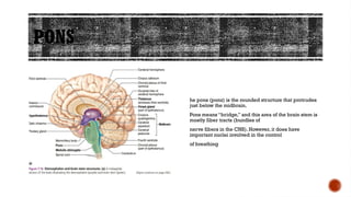 The Central Nervous system prats and its functions lest discover it ...