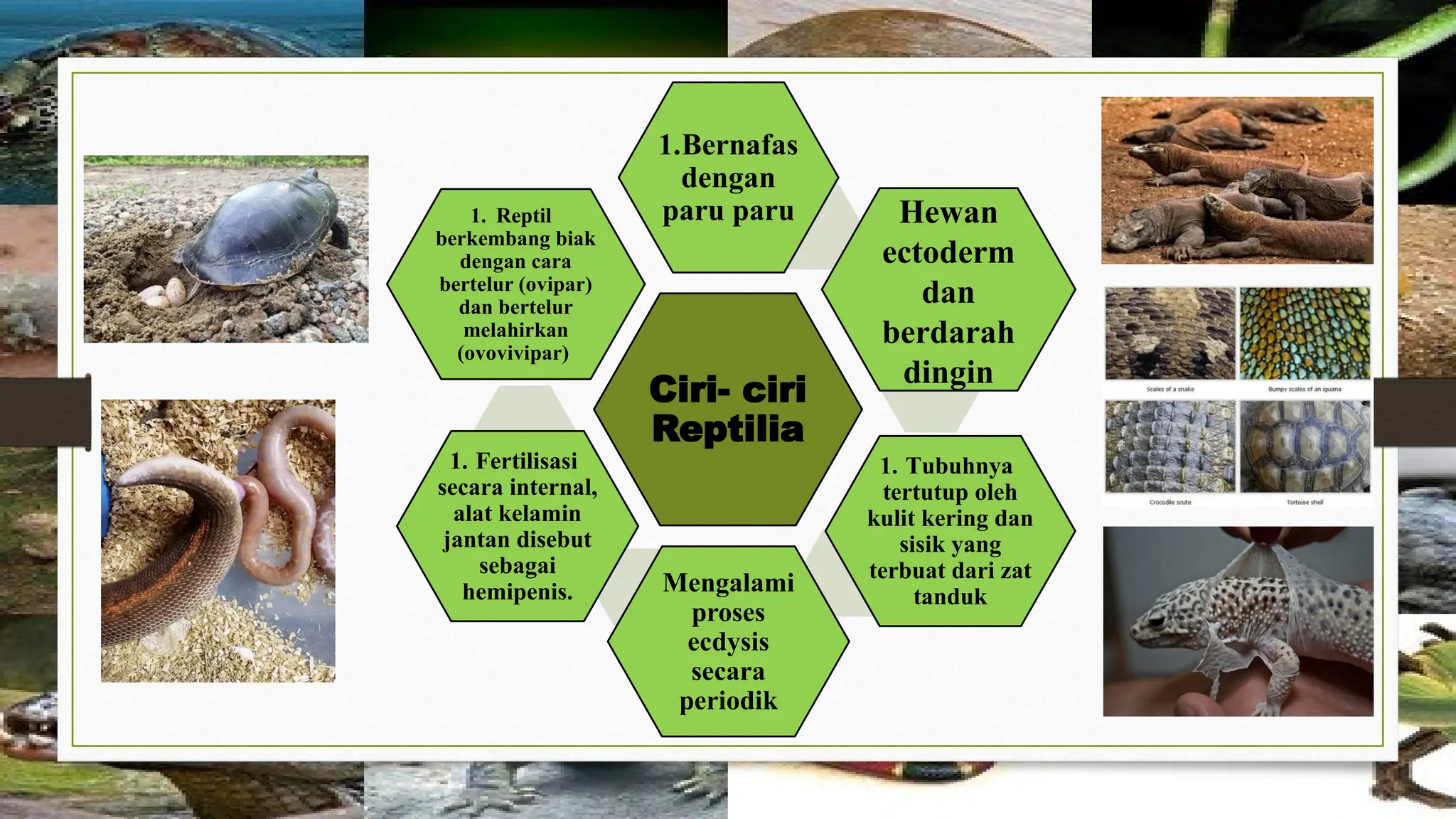 power point kelas reptilia kelompok 3.pptx