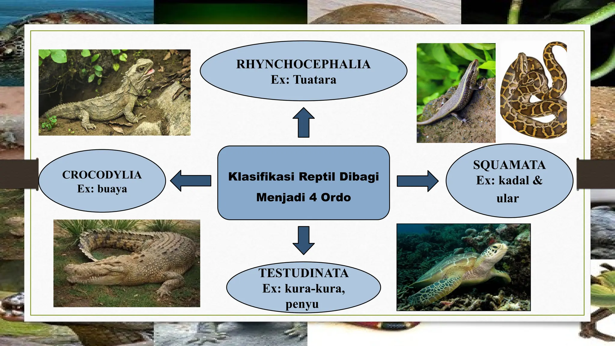 power point kelas reptilia kelompok 3.pptx