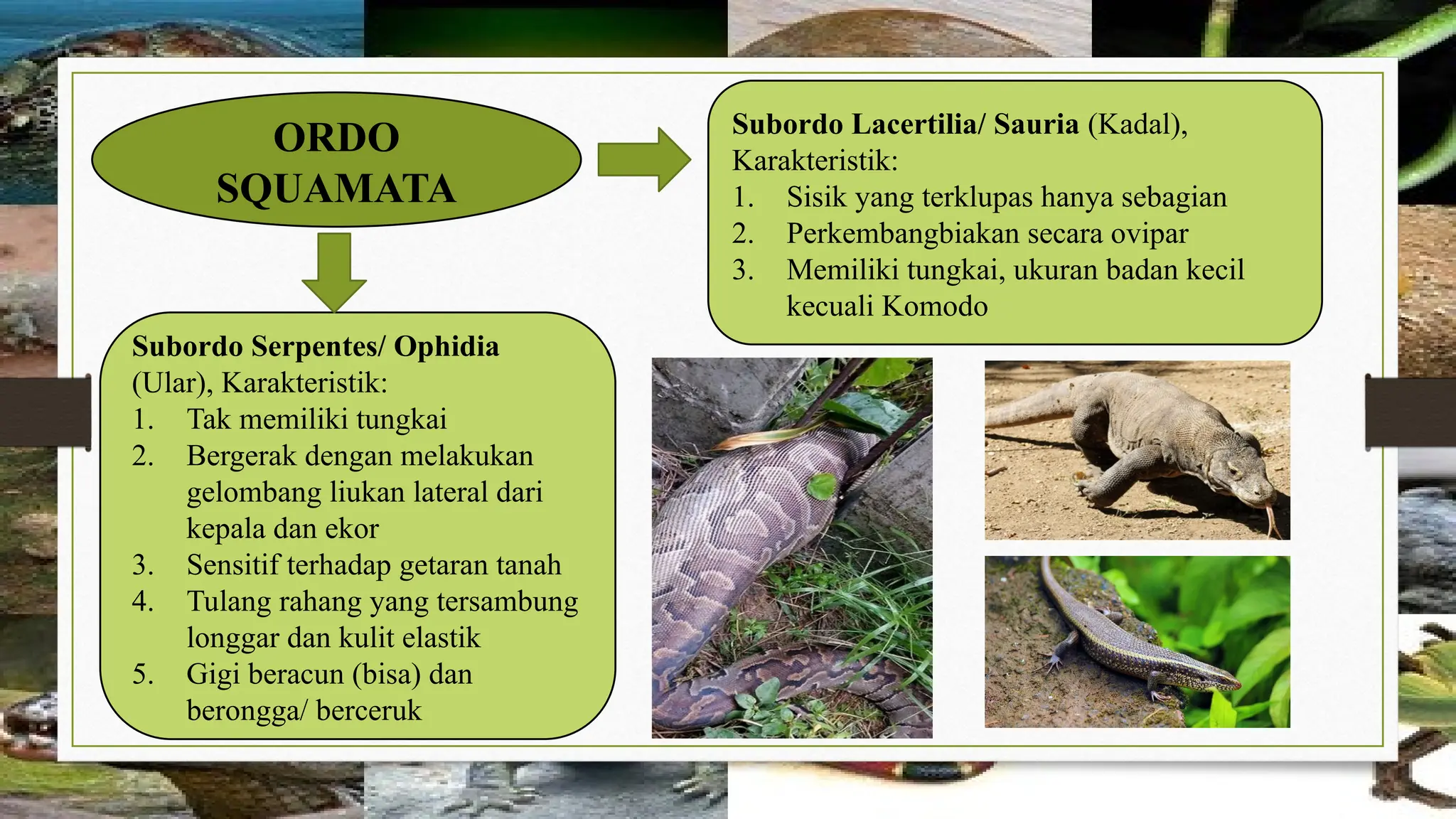 power point kelas reptilia kelompok 3.pptx