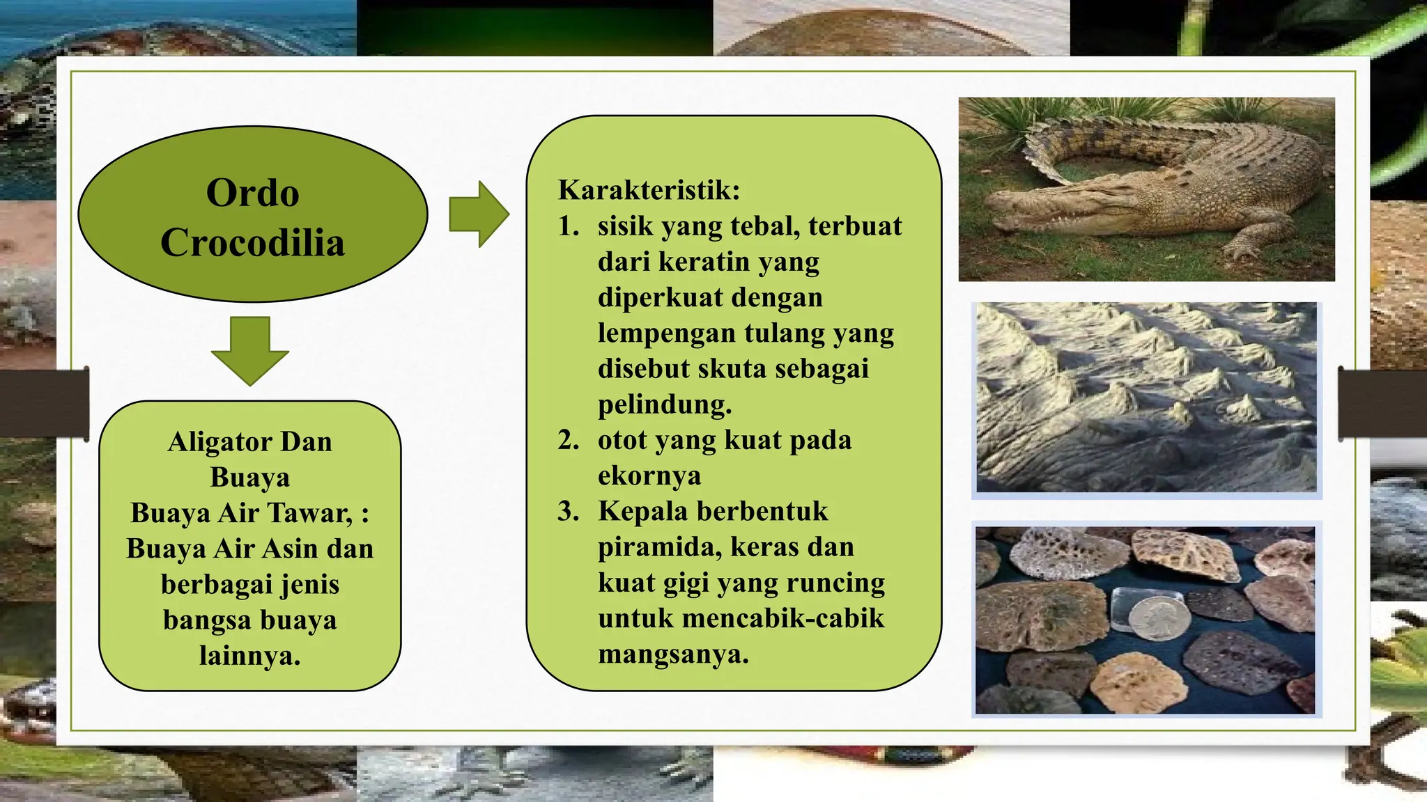 power point kelas reptilia kelompok 3.pptx
