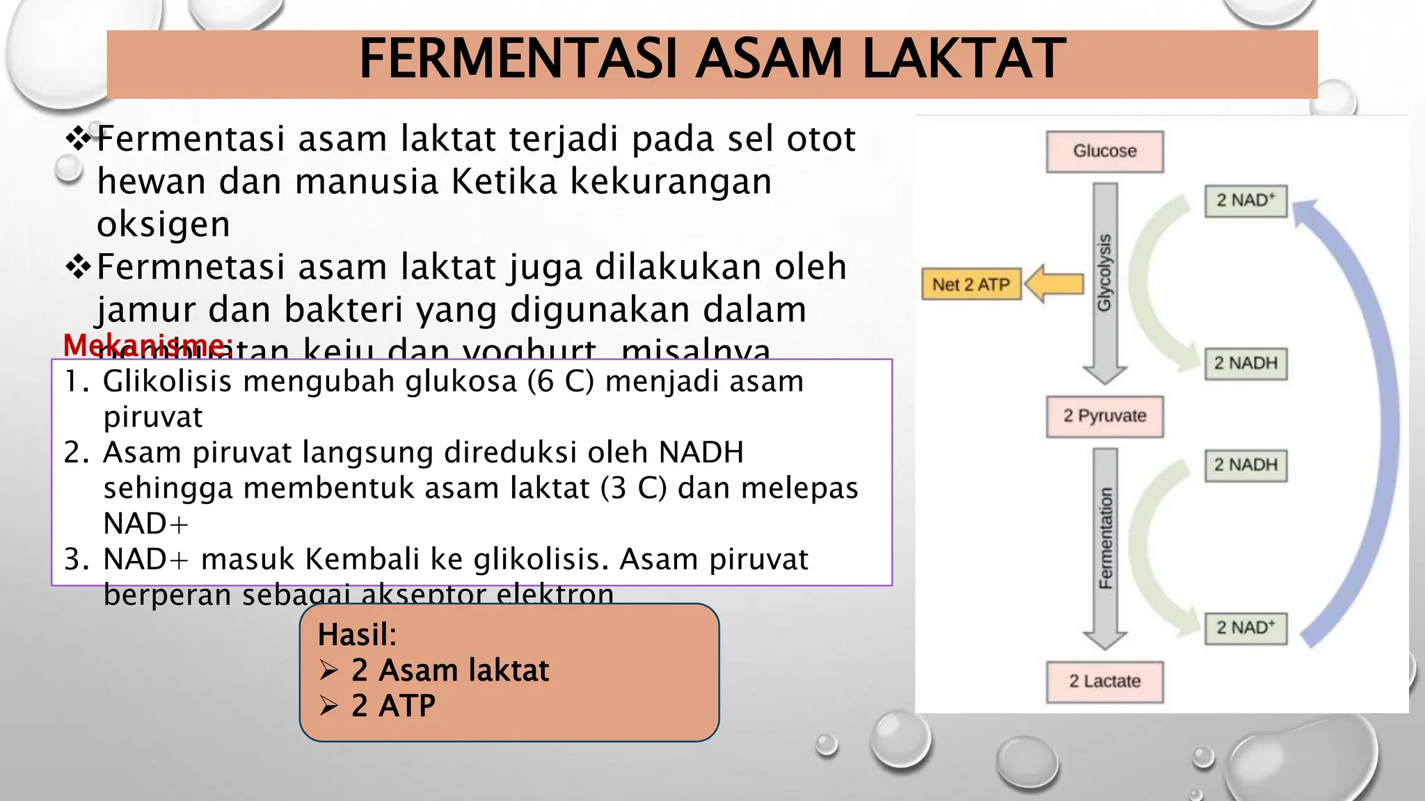PPT RESPIRASI ANAEROB.pptx