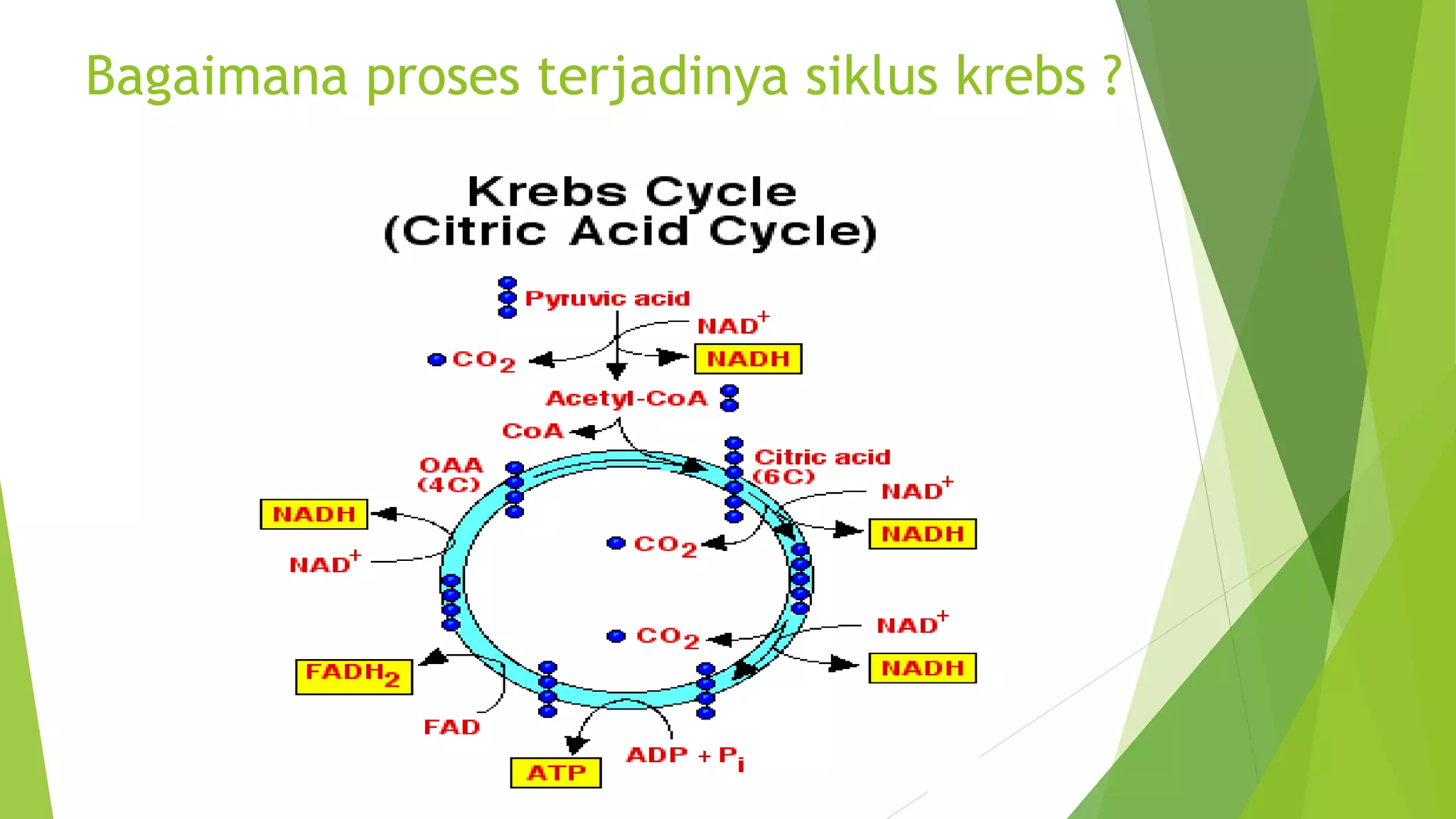 PPT RESPIRASI KEL 5 B.pptx