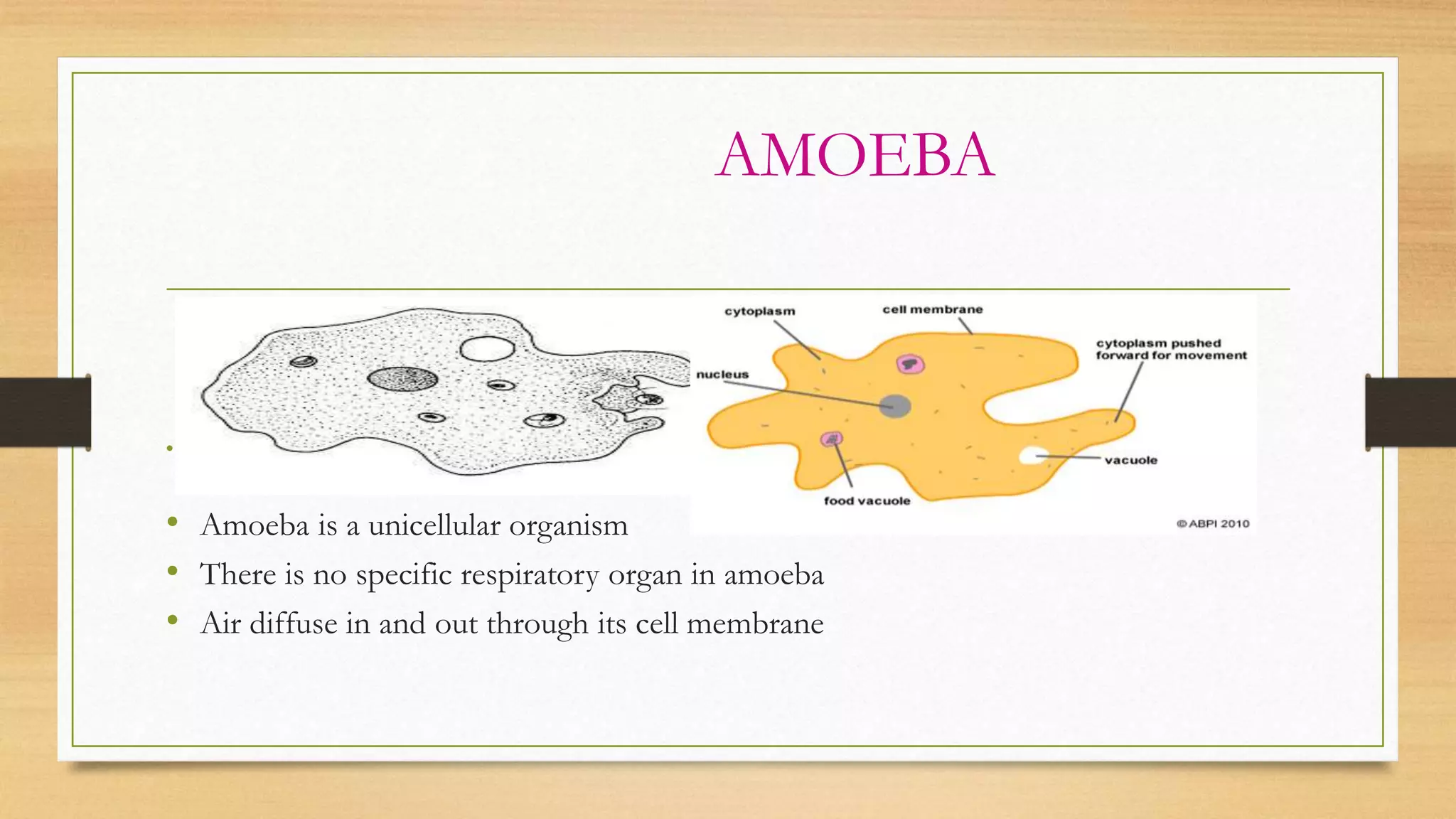 Ppt respiration | PPTX