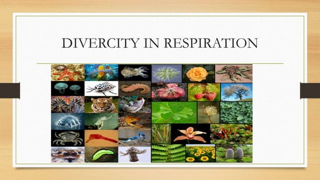 Ppt respiration | PPT