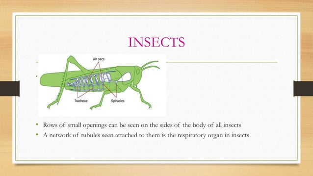 Ppt respiration | PPT