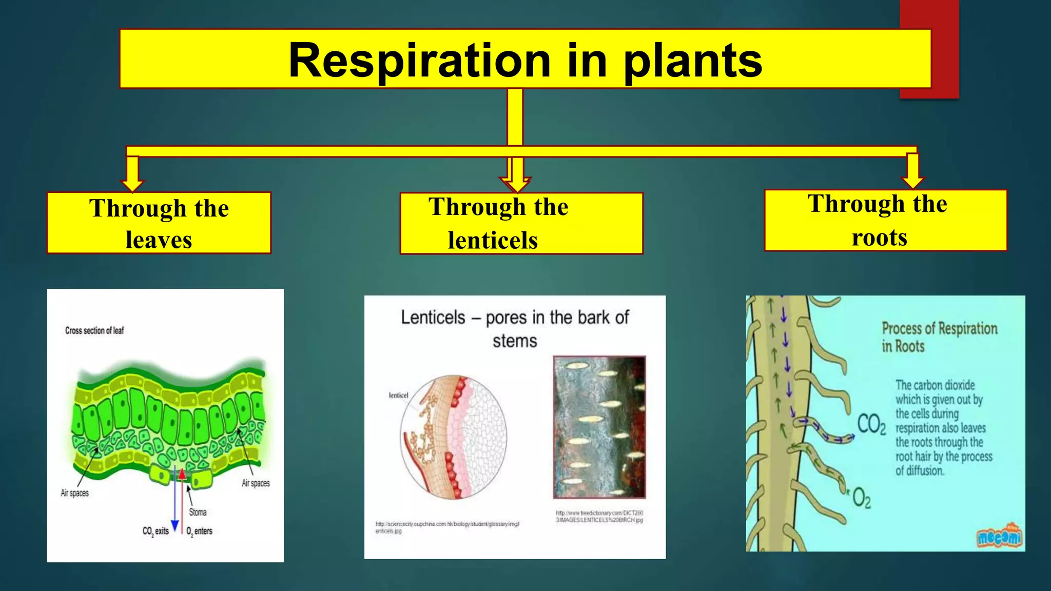Ppt respiration in plant and organism | PPTX