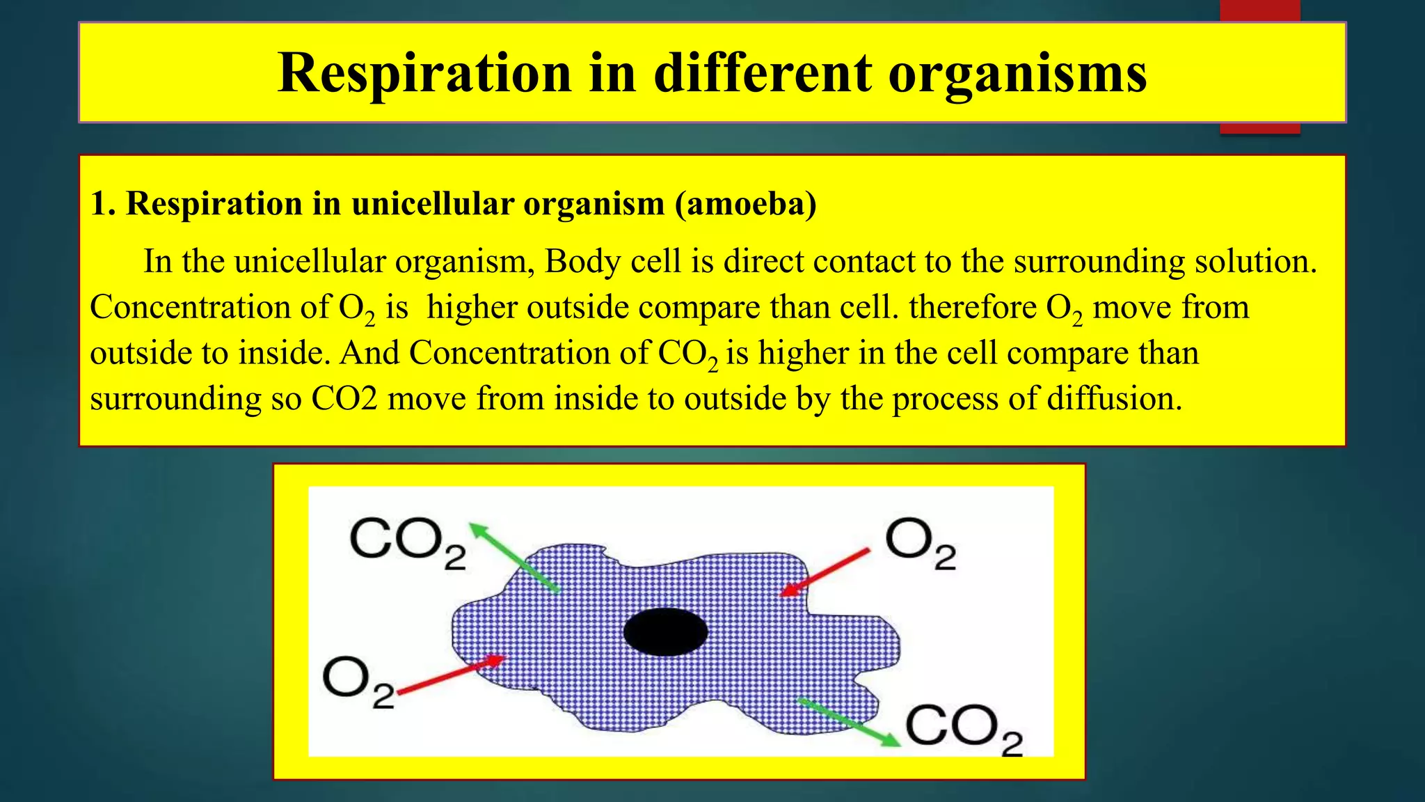Ppt respiration in plant and organism | PPTX