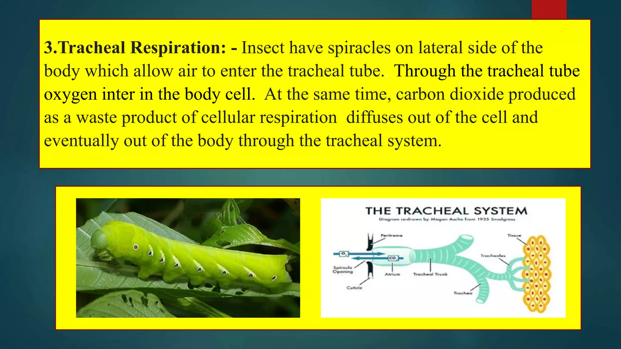 Ppt respiration in plant and organism | PPTX