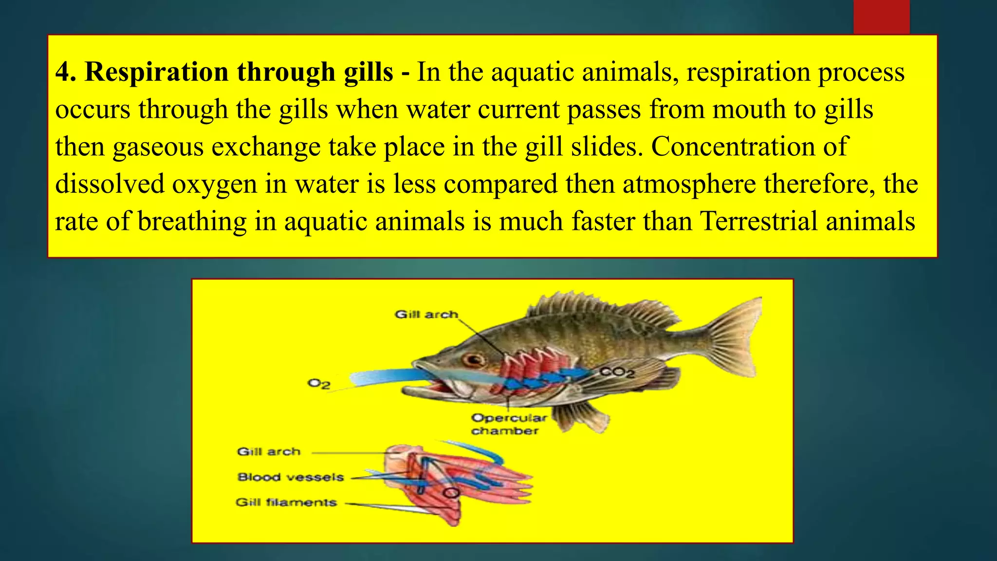 Ppt respiration in plant and organism | PPTX