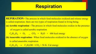 Ppt respiration in plant and organism | PPTX