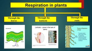 Ppt respiration in plant and organism | PPTX