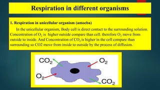 Ppt respiration in plant and organism | PPTX