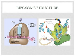 PPt Materi Ribosom dan Sintesis Protein-1.pptx