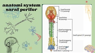 Anatomi dan fisiologi sistem saraf pada manusia.pdf