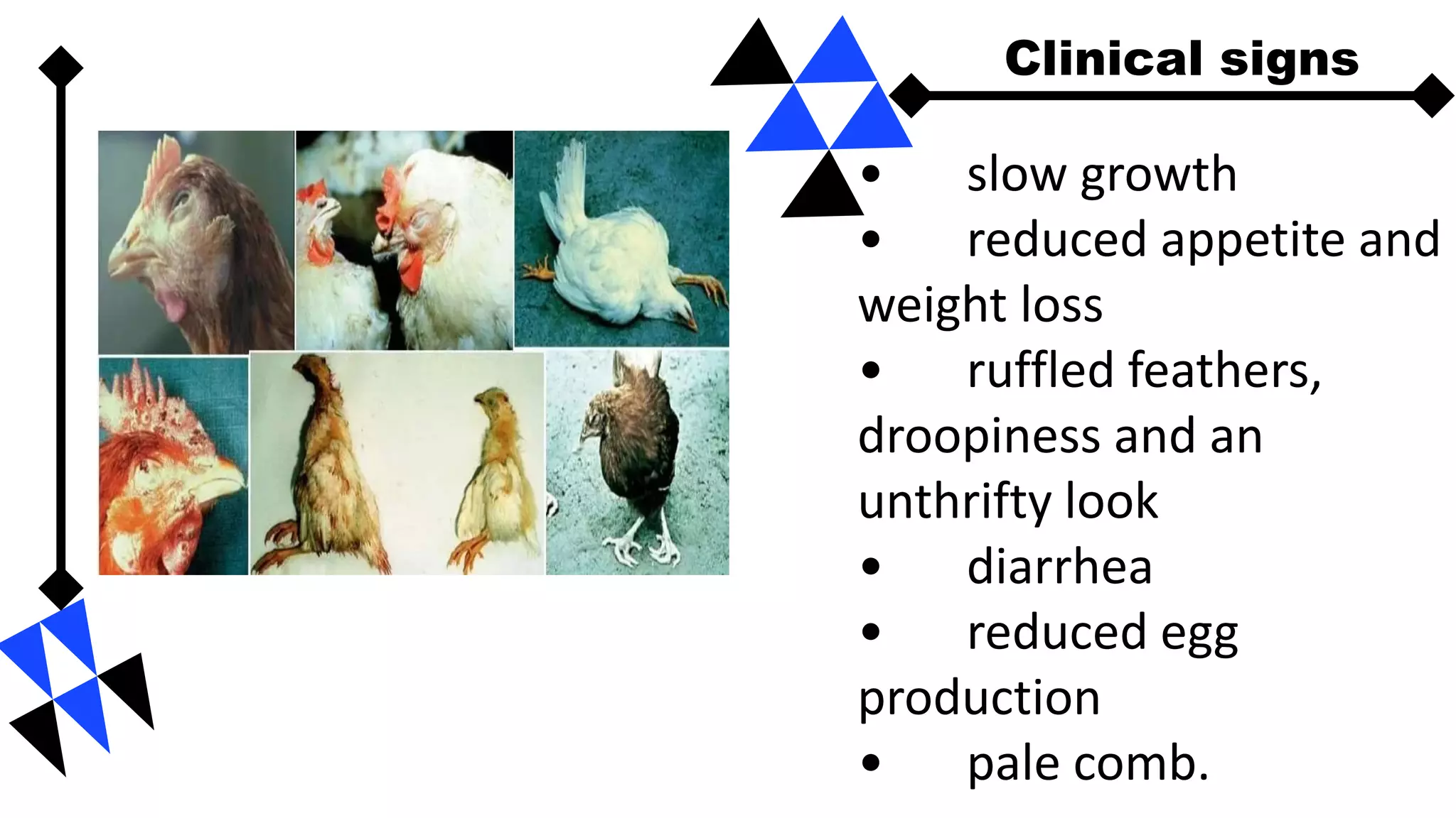 microorganisms that cause diseases in poultry and ruminants | PPTX ...