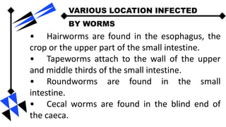 microorganisms that cause diseases in poultry and ruminants | PPTX