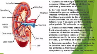 Semiología Quirúrgica Función Renal y Urinariapptx | PPTX