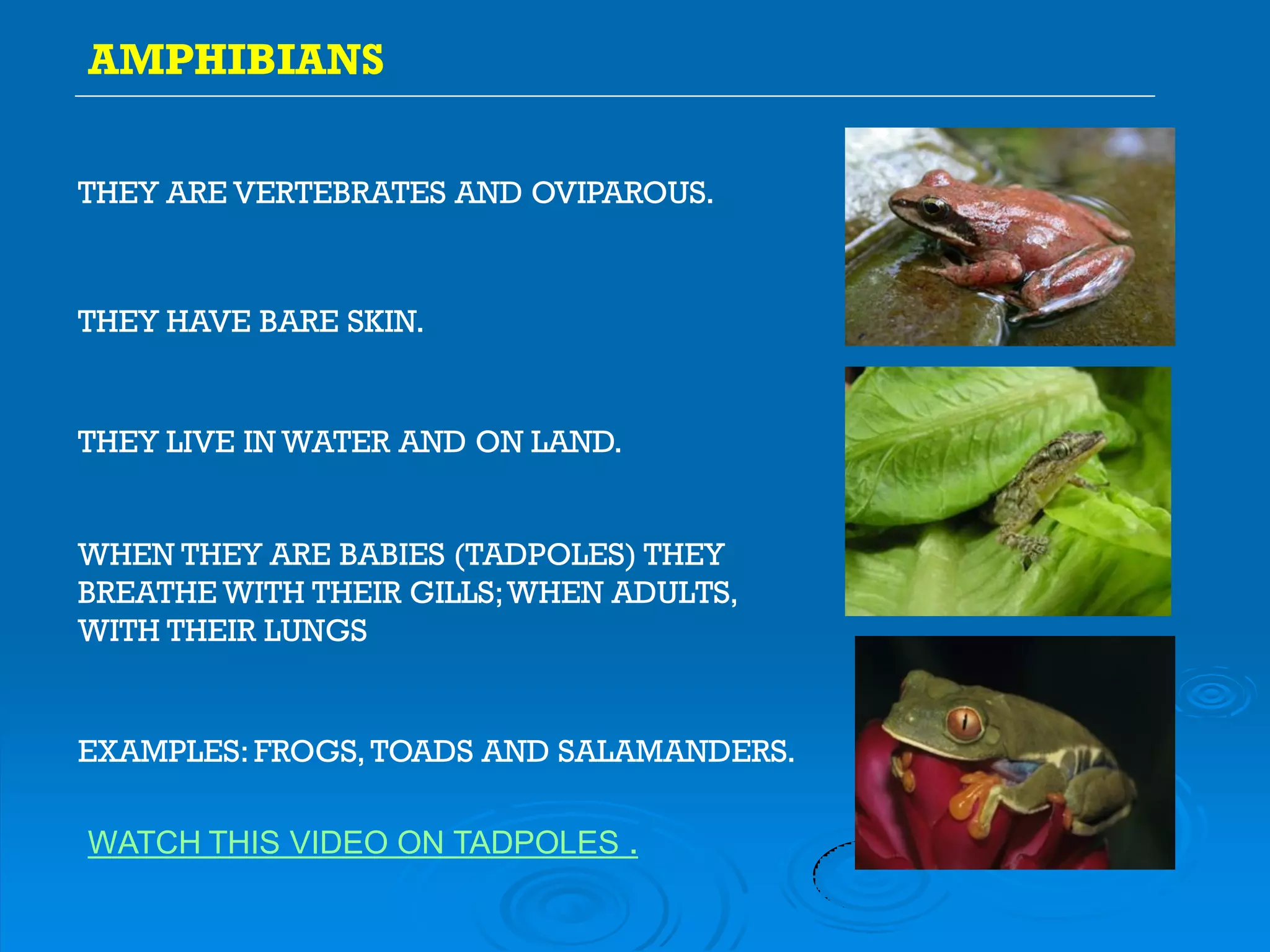 Ppt s2u6 different animals | PPT