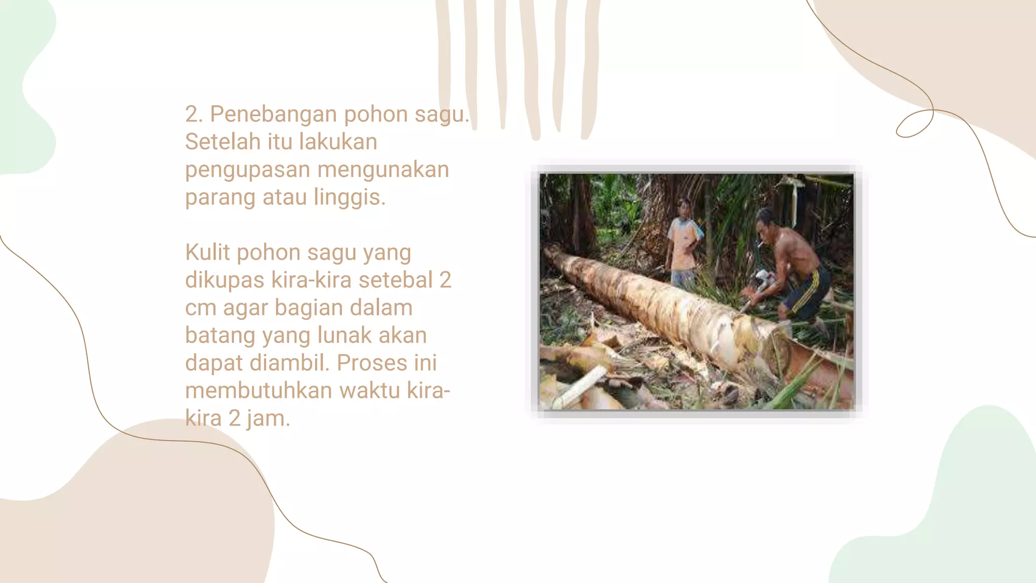 Tanaman Pangan Sagu | PPTX