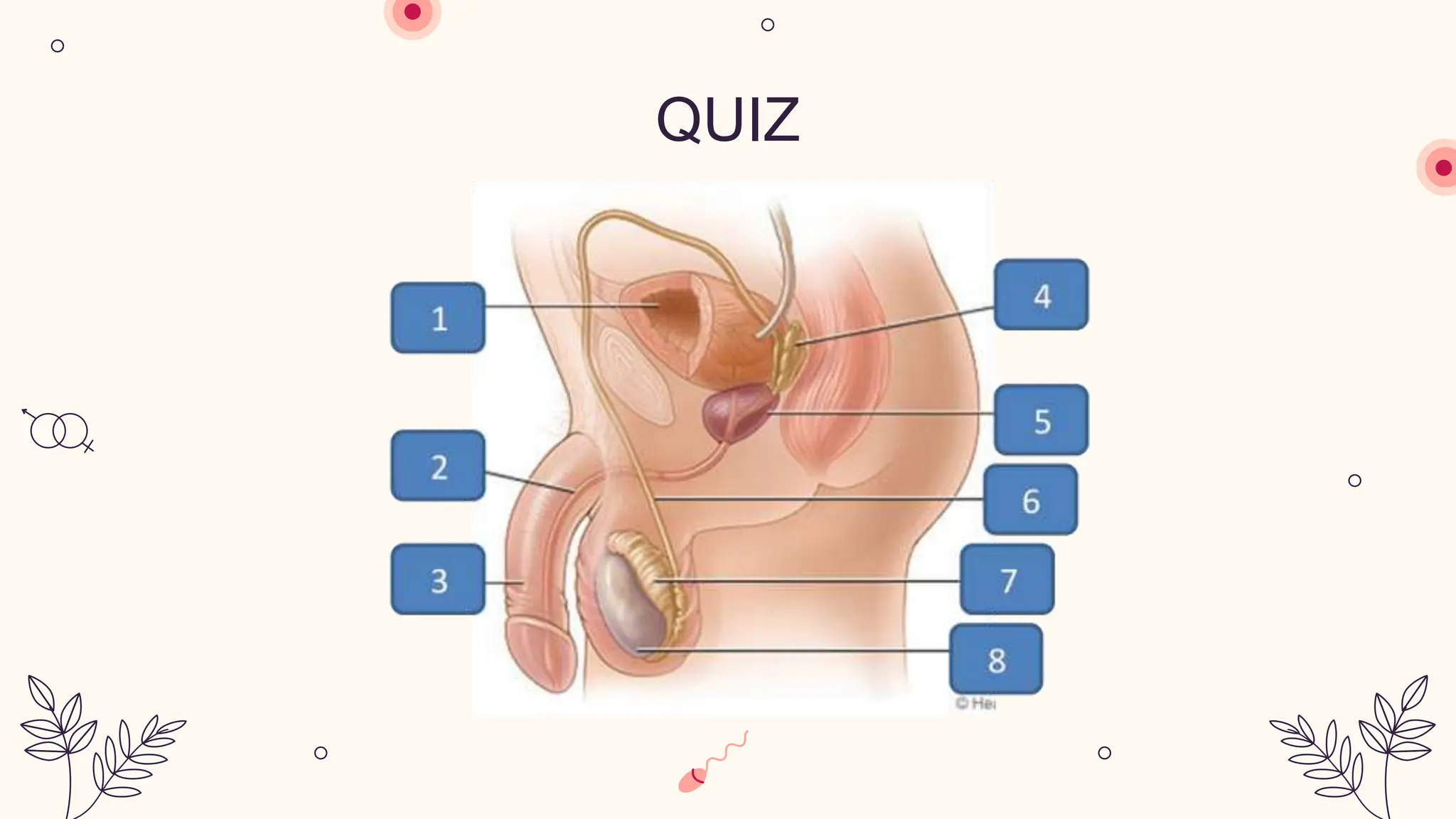 Ppt Sap Sex Education Siti Jazirotul Jannah Pptx
