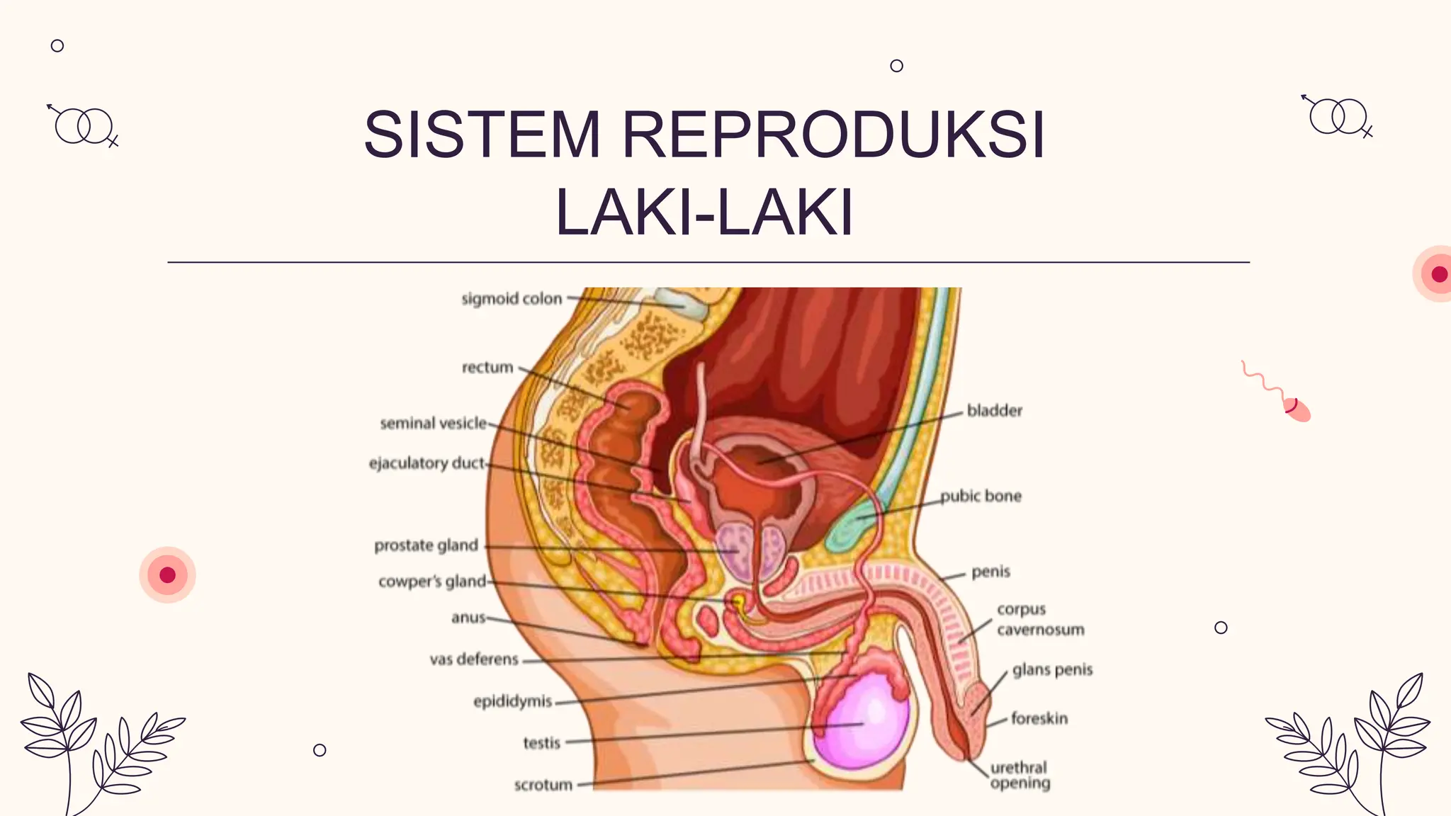 Ppt Sap Sex Education Siti Jazirotul Jannah Pptx