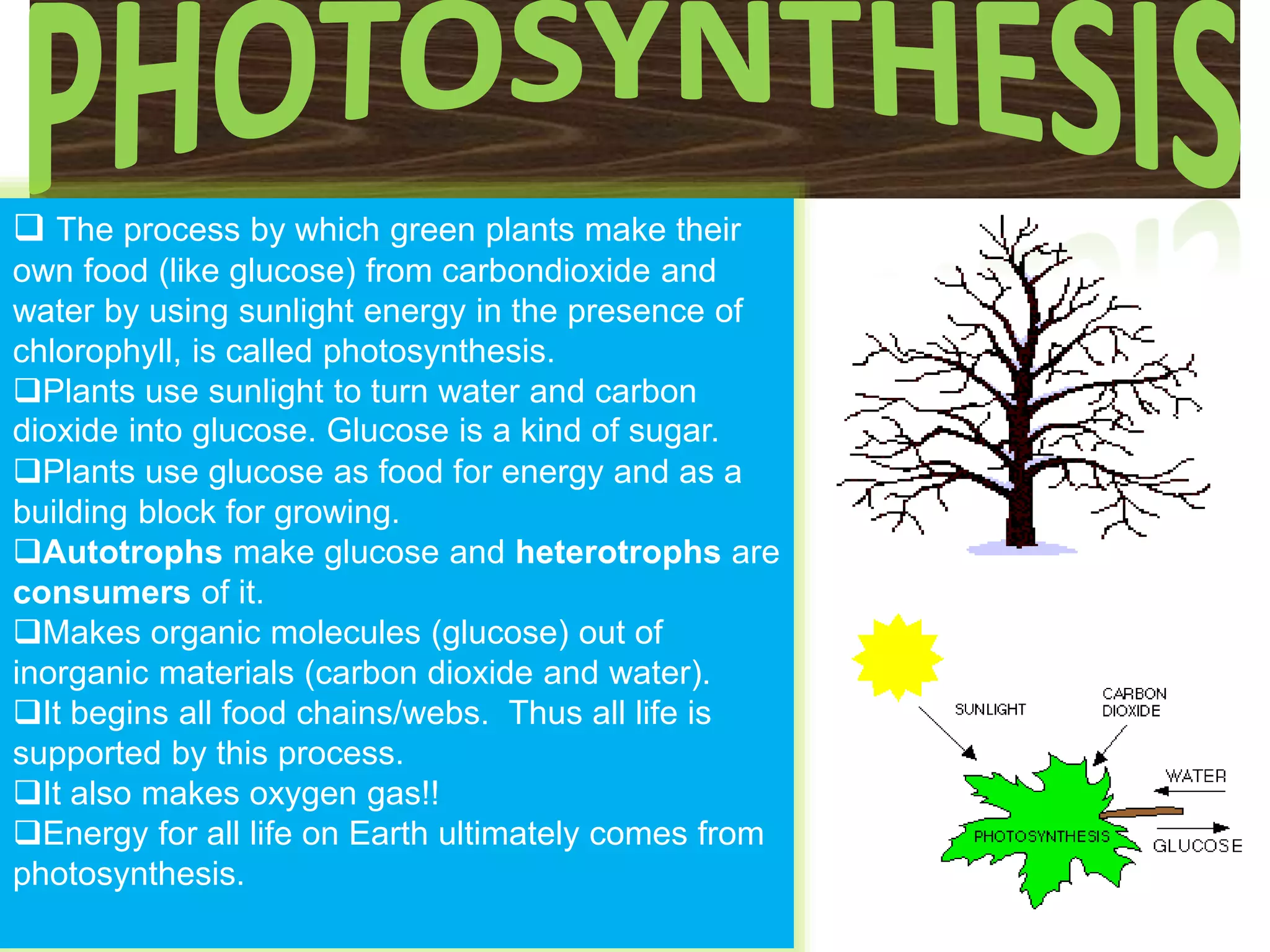 photosynthesis basics study for class 10th | PPTX