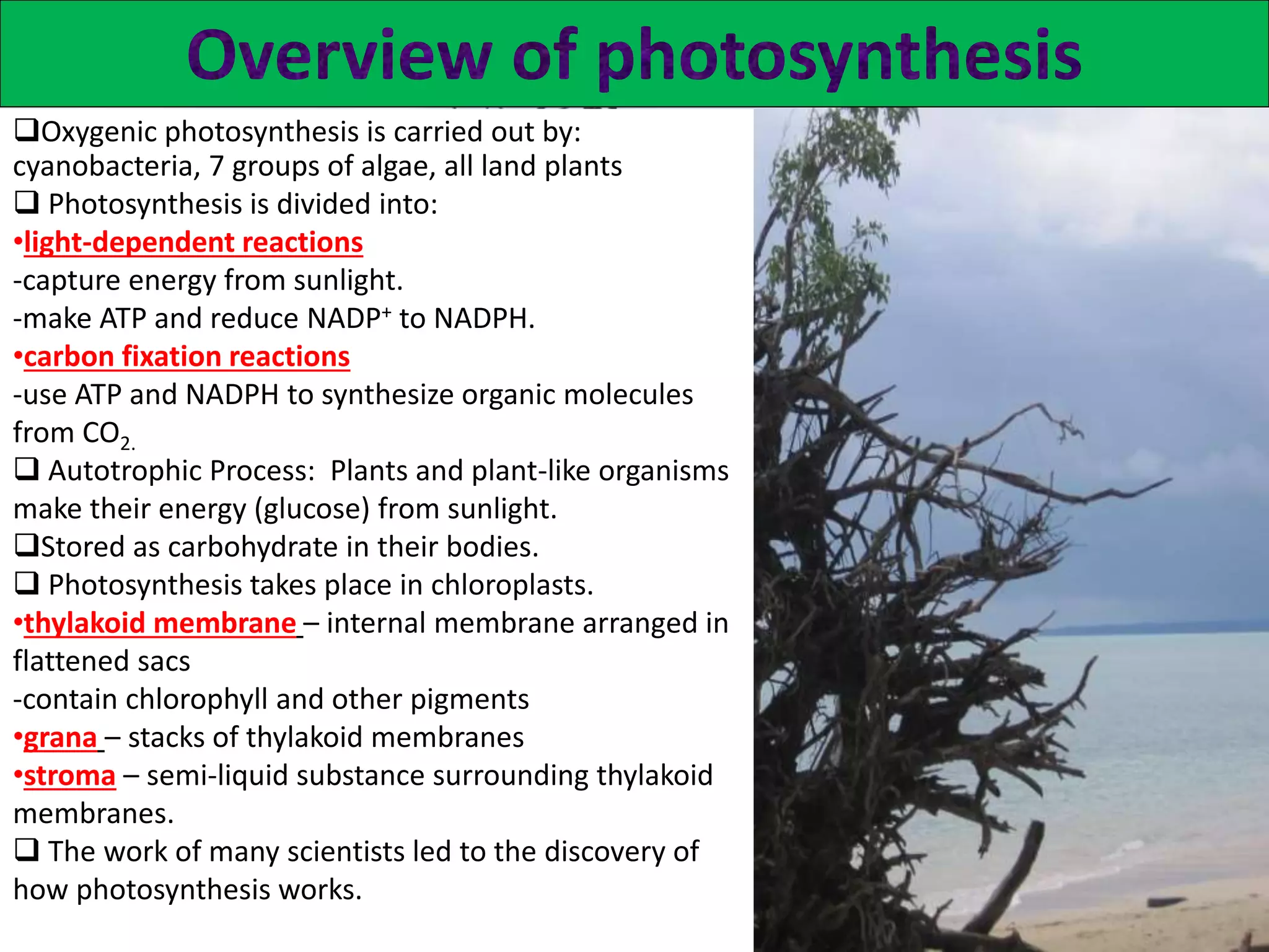 photosynthesis basics study for class 10th | PPTX