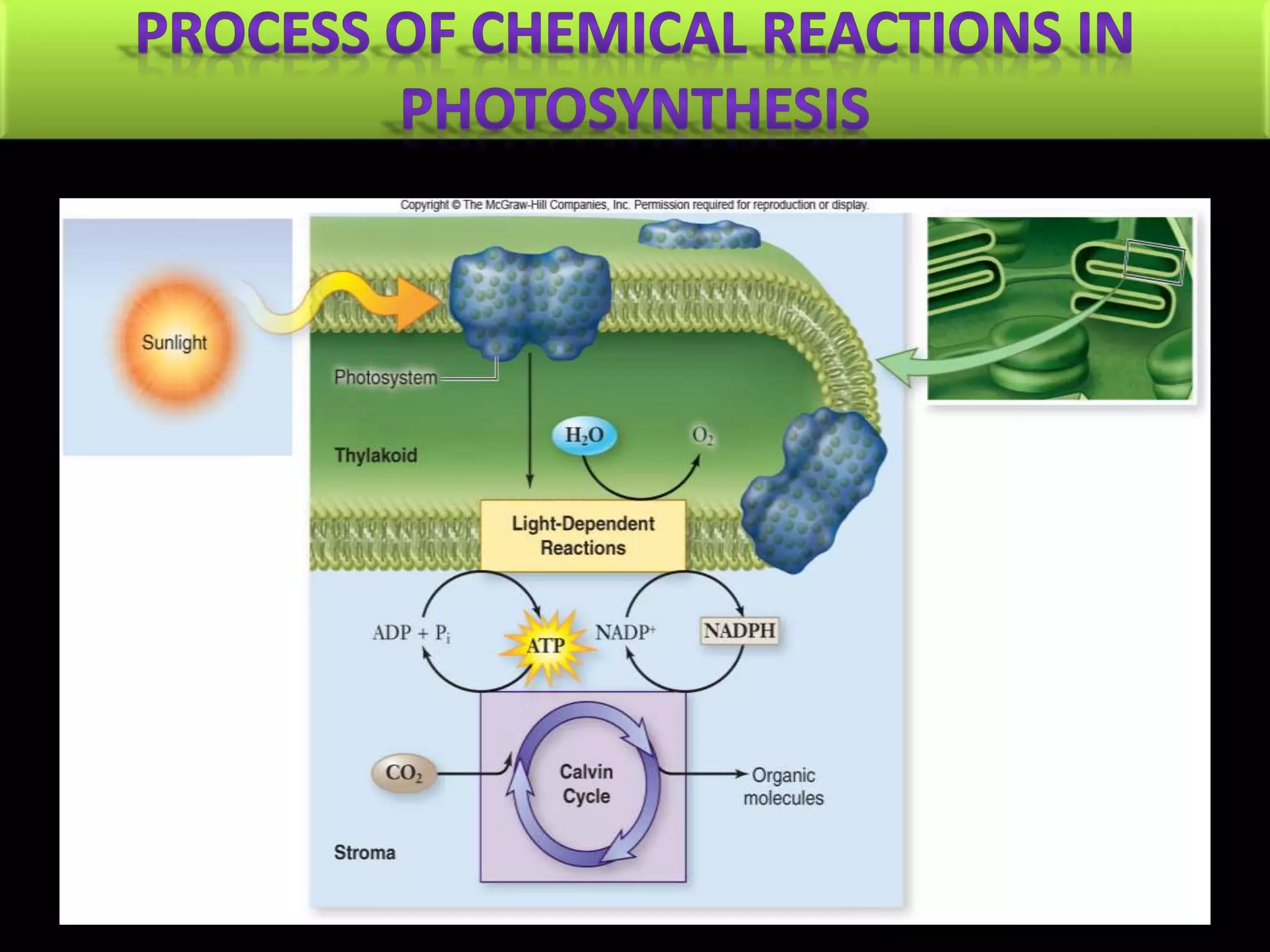photosynthesis basics study for class 10th | PPTX