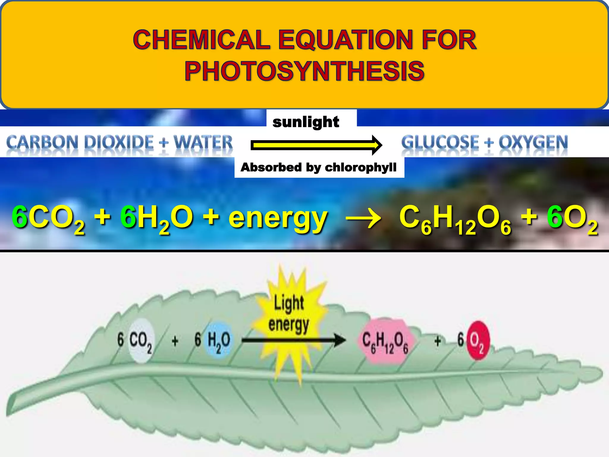 photosynthesis basics study for class 10th | PPTX