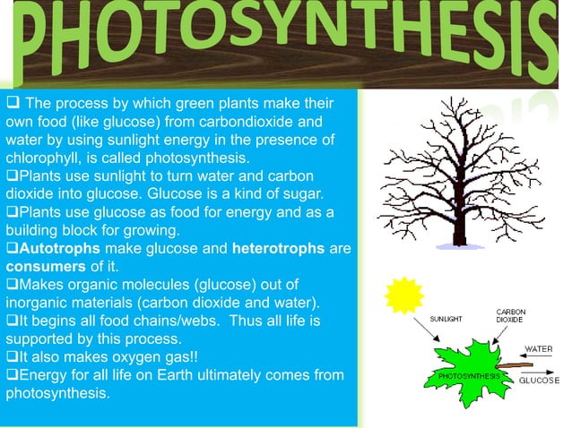 photosynthesis basics study for class 10th | PPTX | Chemistry | Science