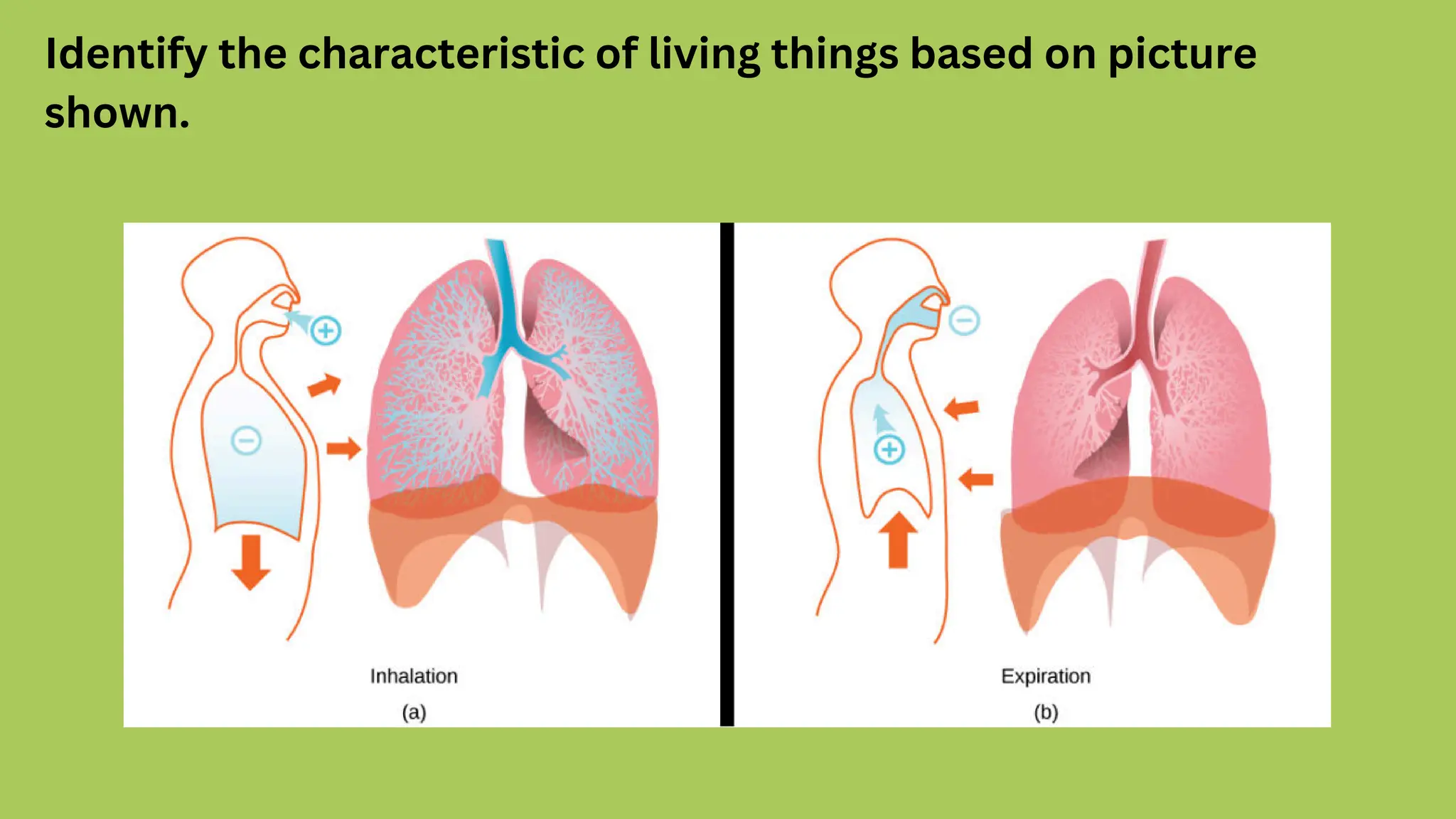PPT Living things and their characteristics | PDF