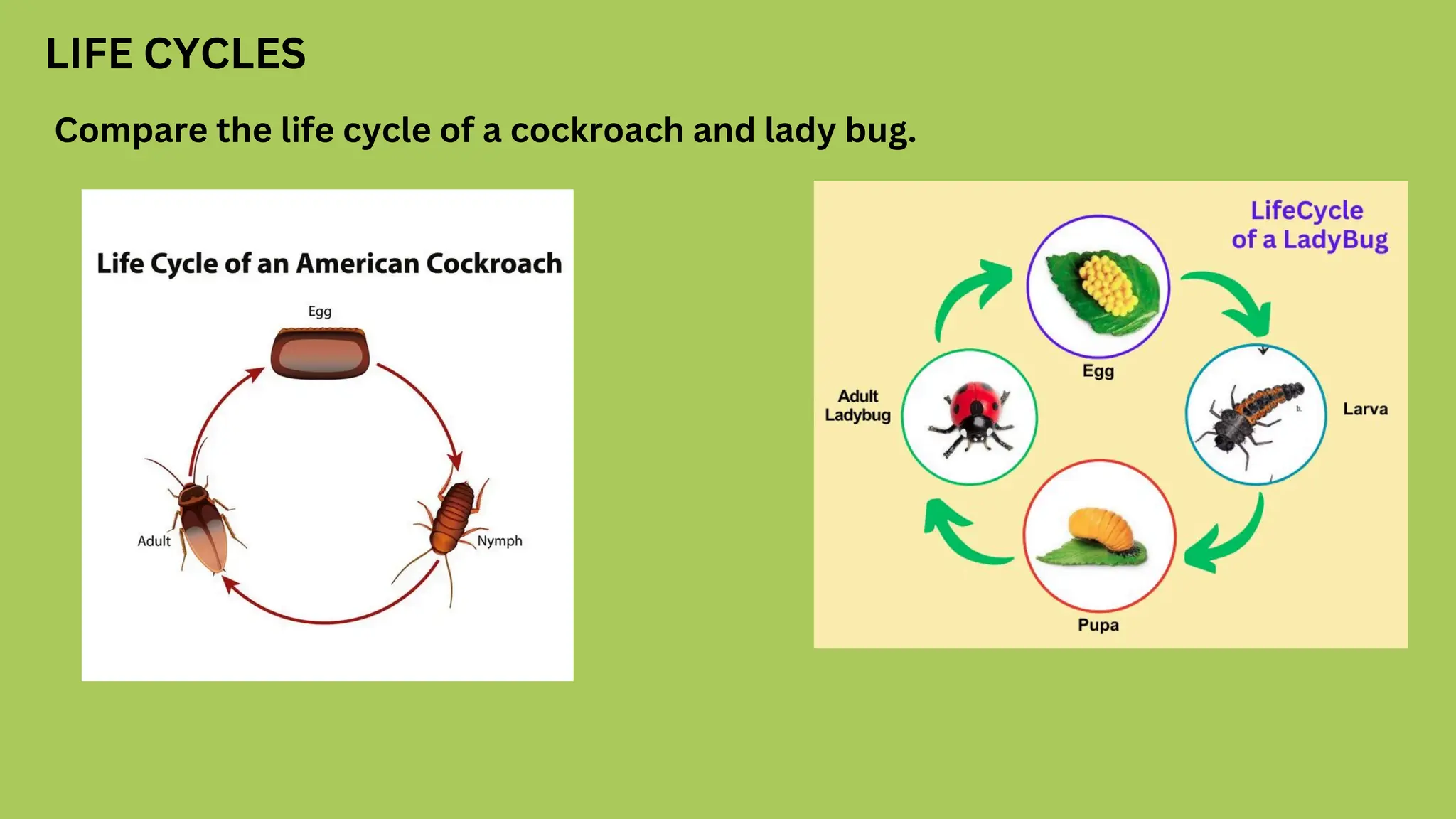 PPT Living things and their characteristics | PPT