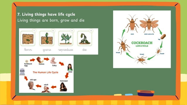 PPT Living things and their characteristics | PPT
