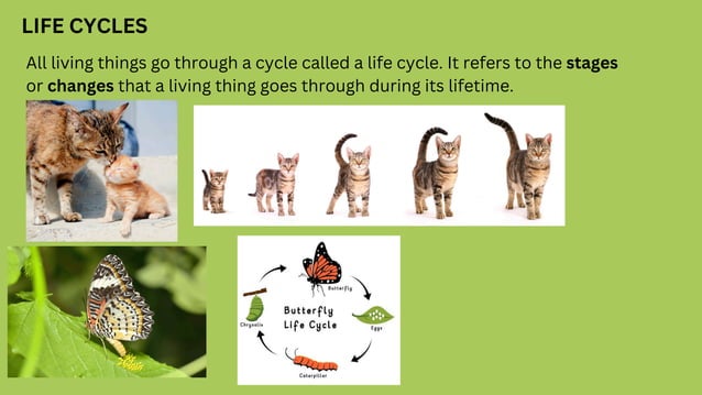 PPT Living things and their characteristics | PPT