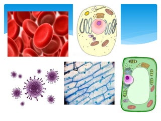 ppt science observation plant and animal cell final.pptx