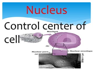 ppt science observation plant and animal cell final.pptx