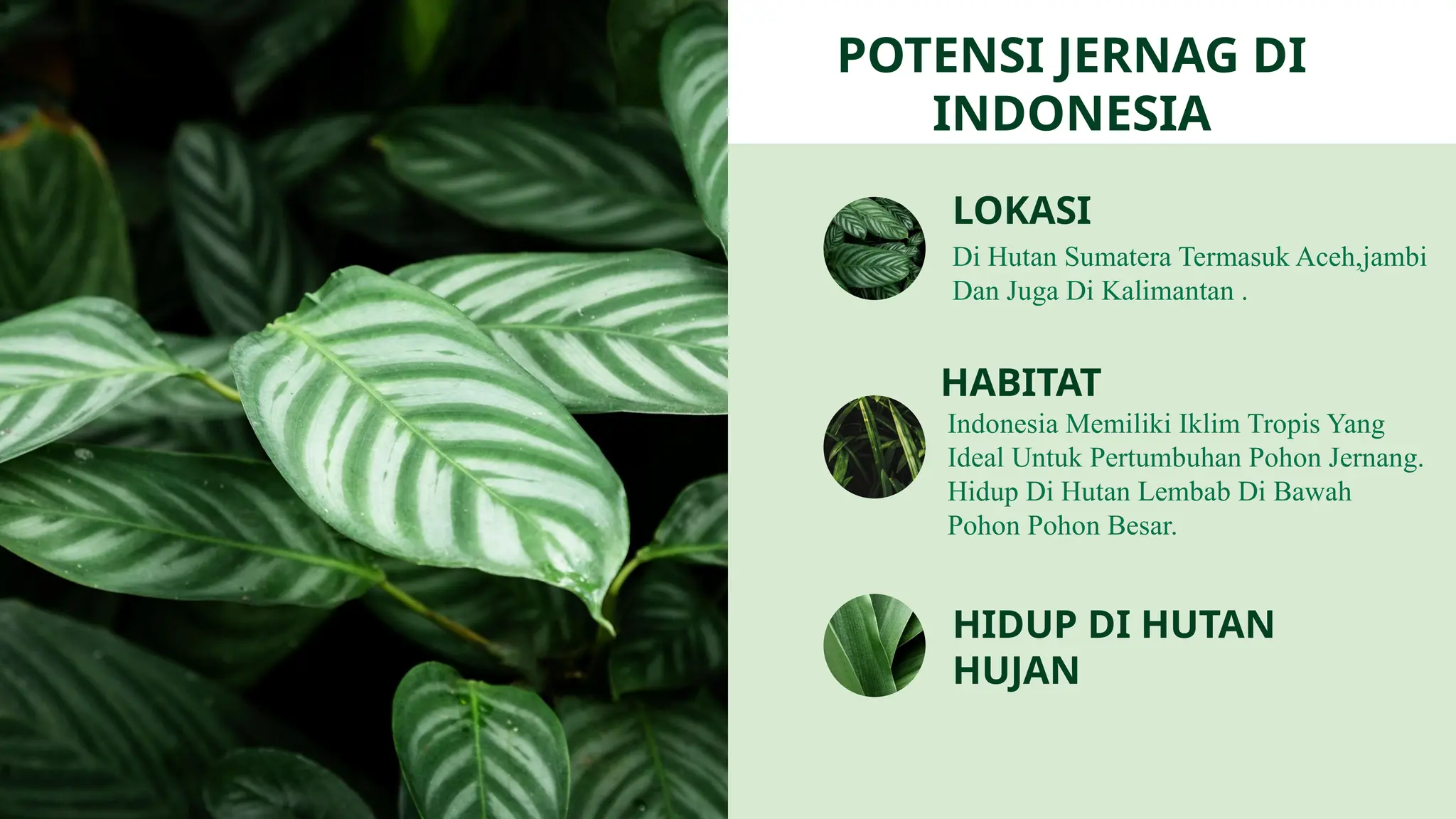 PPT SDA jernang indonesia atau dragon blood special in aceh.pptx