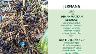 PPT SDA jernang indonesia atau dragon blood special in aceh.pptx