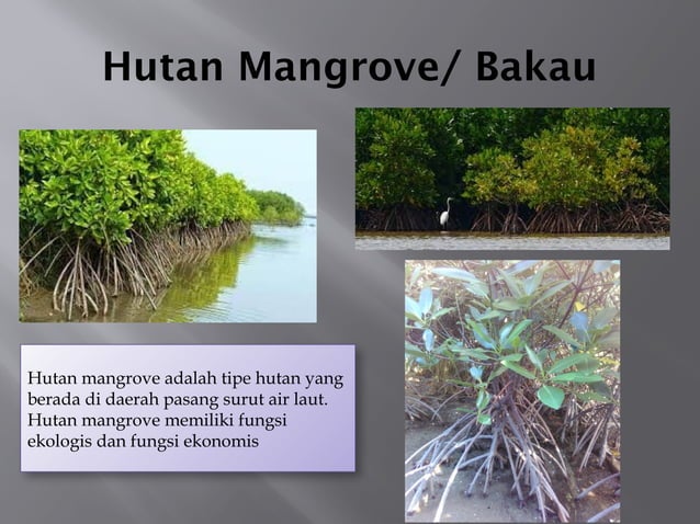 Powerpoint potensi Sumber daya alam.pptx