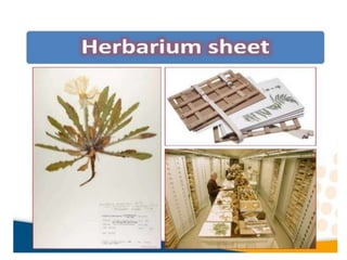 Binominal Nomenclature, Botanical Garden, Harbarium | PPT