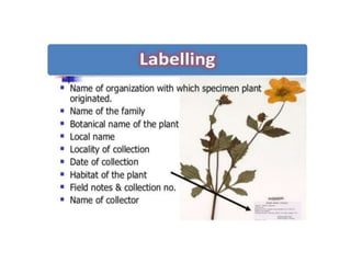 Binominal Nomenclature, Botanical Garden, Harbarium | PPT