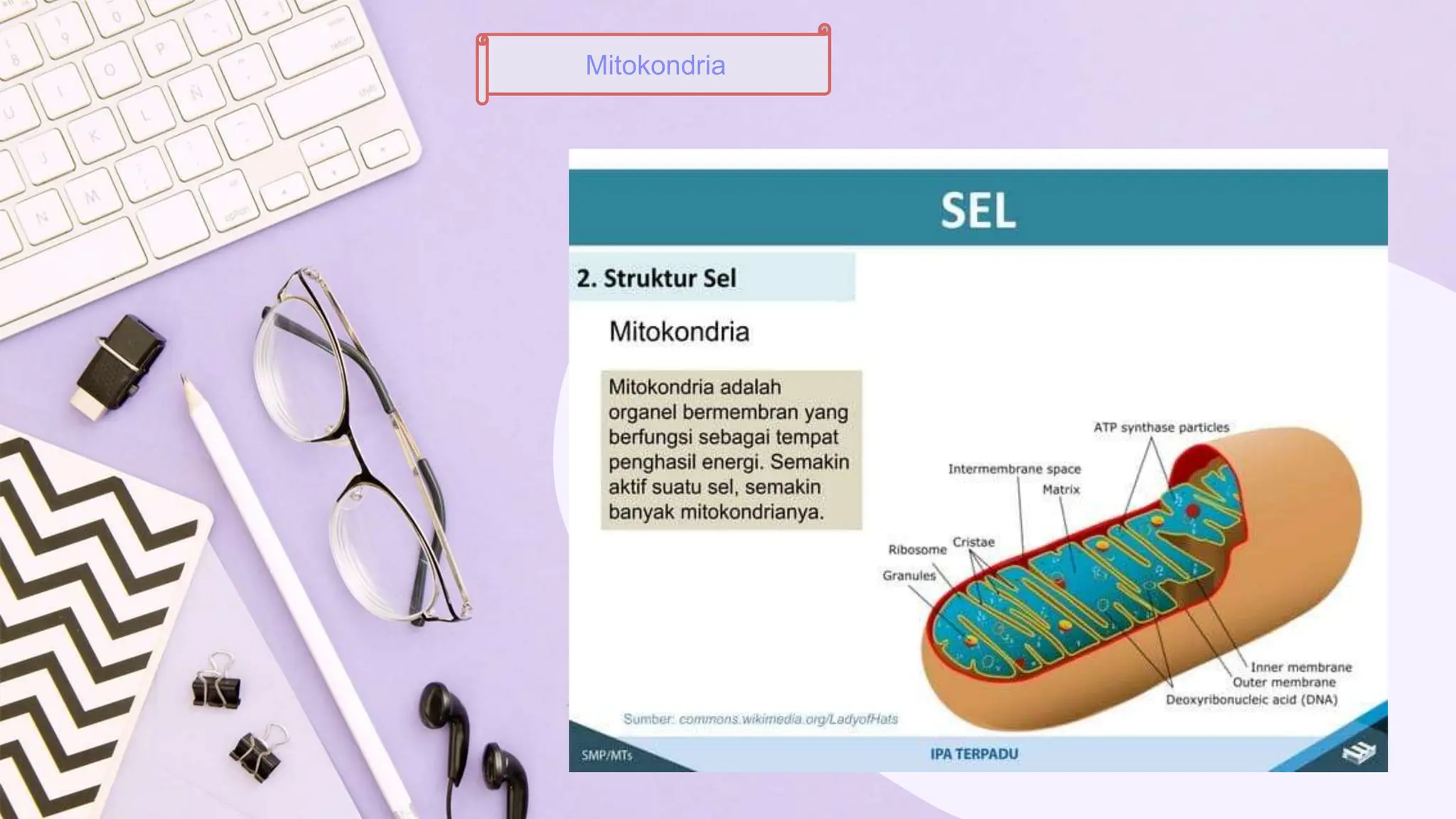 PPT SEL HEWAN DAN HEWAN TUMBUHAN SCIENCE .pptx